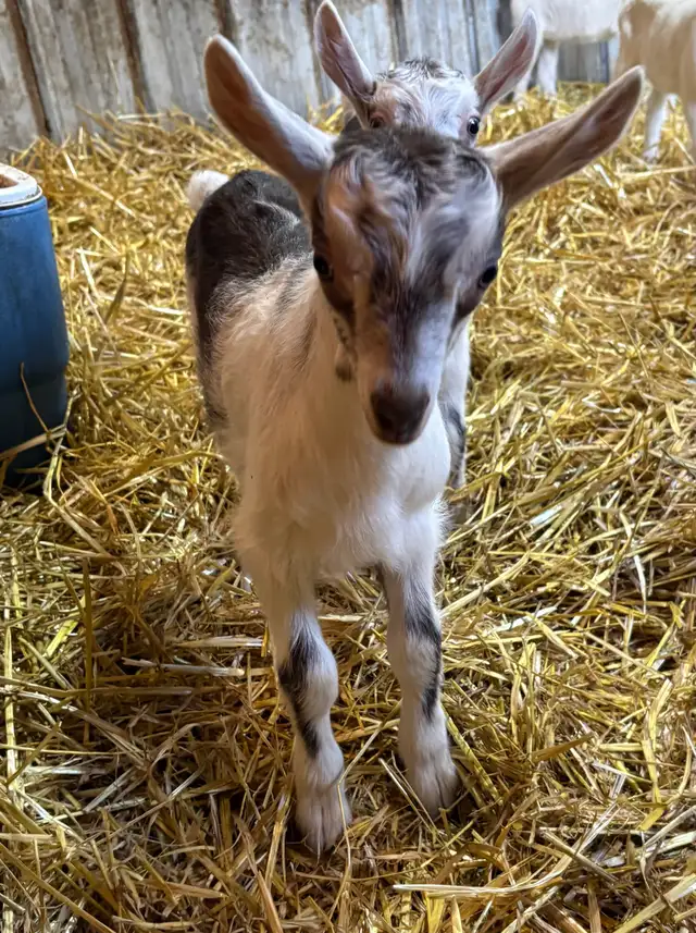 Dairy Goat Buck Kids | Livestock | Calgary | Free local classifieds ...