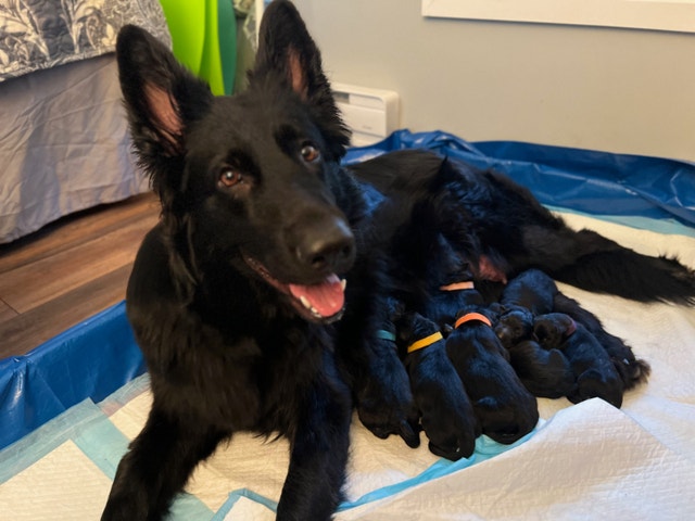 Pure Bred Long-Haired German Black/Bi-ColourShepherd Pups | Dogs ...