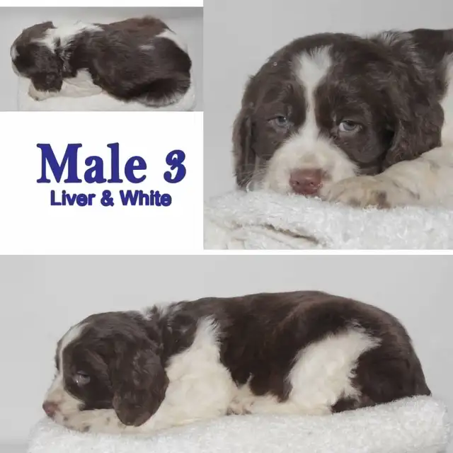 English Springer Spaniel pup | Dogs & Puppies for Rehoming | Thunder ...