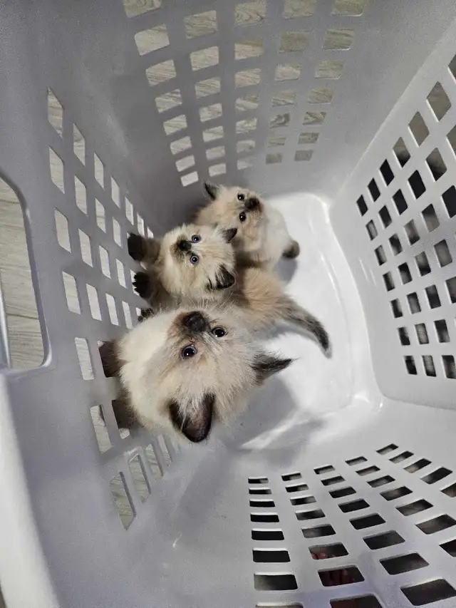 7 purebred ragdoll kittens | Cats & Kittens for Rehoming | Edmonton ...