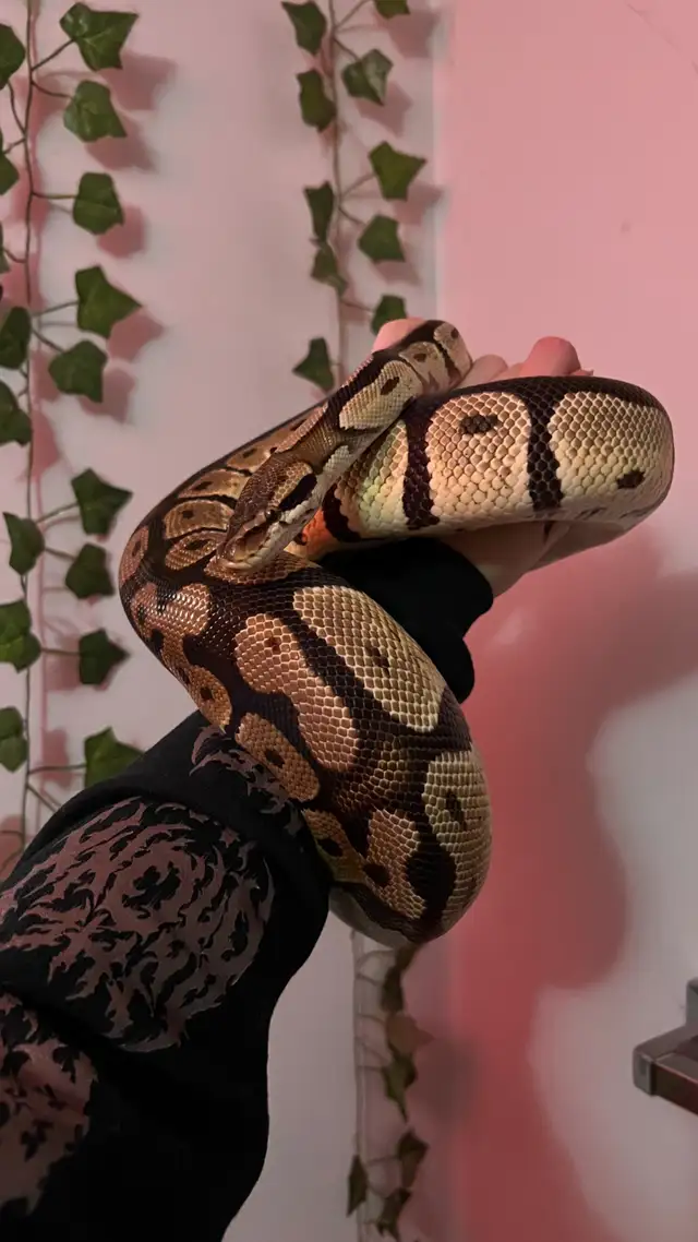 Normal Ball Python | Reptiles & Amphibians for Rehoming | St. Catharines | Free local ...