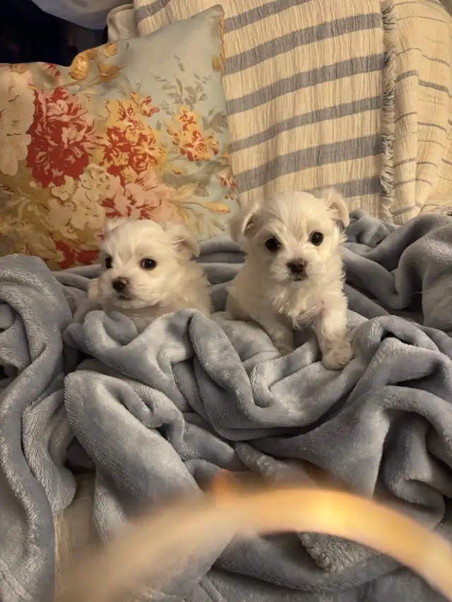 Beautiful Maltese Pups female and males | Dogs & Puppies for Rehoming ...