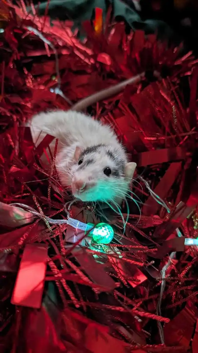 3 Friendly Male Rats | Small Animals for Rehoming | Saint John | Free ...