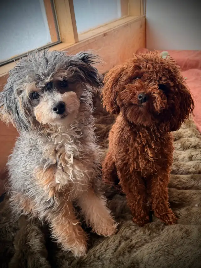 Cavapoo Toy Top Qualité | Dogs & Puppies for Rehoming | Longueuil ...