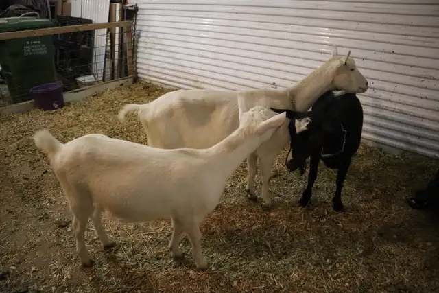 2 dairy nanny goats and a 7 month old doeling | Livestock | Kitchener ...