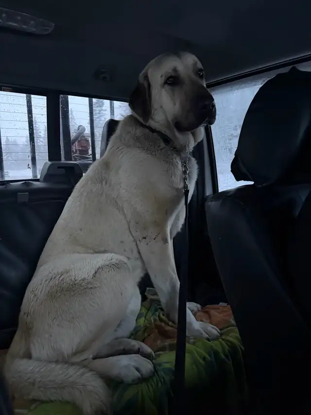 LGD Anatolian Shepherd to Rehome | Dogs & Puppies for Rehoming | Burns ...