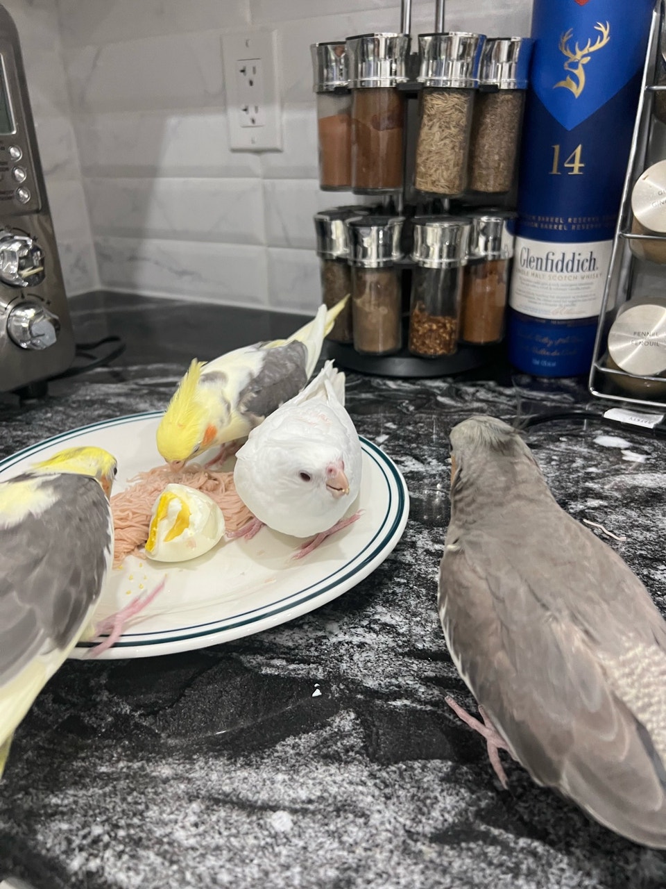 Hand-Raised Cockatiels Seeking Loving Homes! | Birds for Rehoming ...