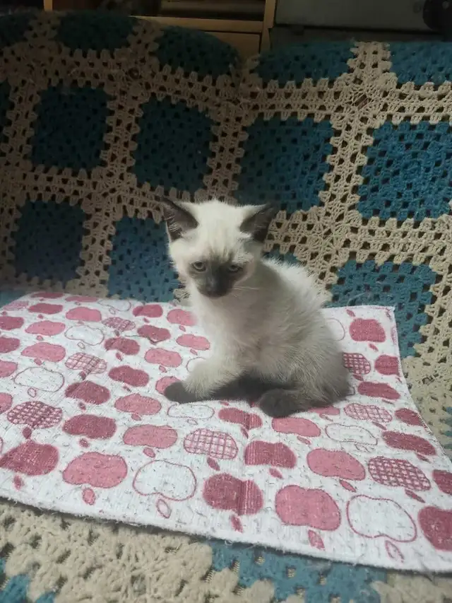 chatons!! de Noël!!Ça part vite!! | Cats & Kittens for Rehoming ...