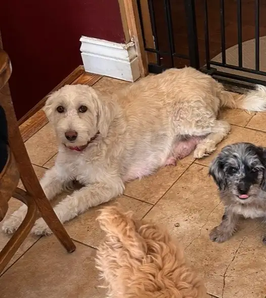 Cream, apricot, to red Doodle puppies 14 weeks old | Dogs & Puppies for ...