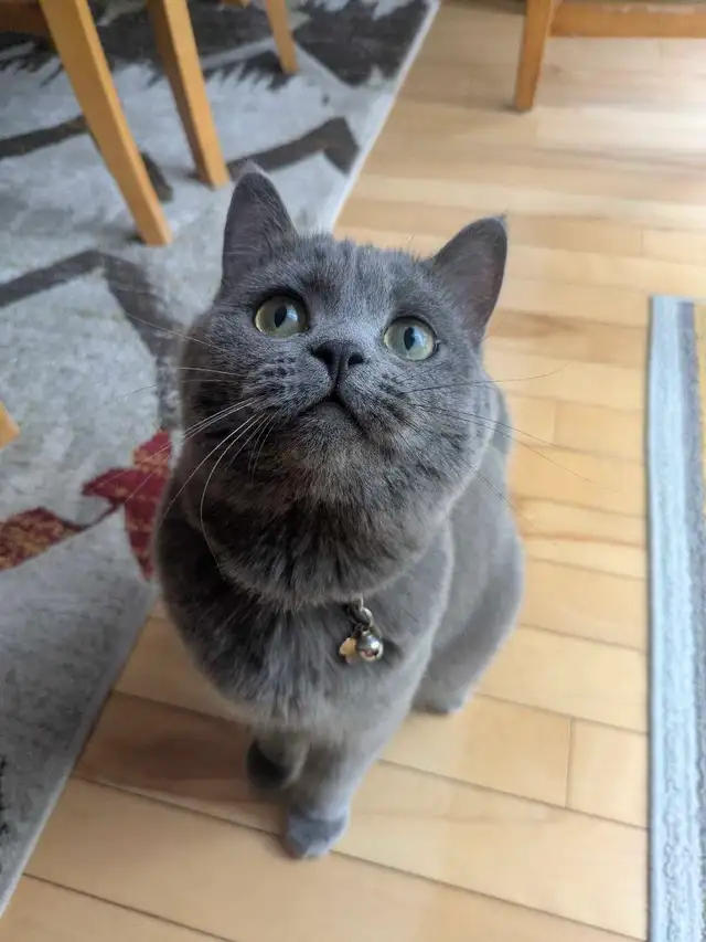 British short Hair | Cats & Kittens for Rehoming | Guelph | Free local ...