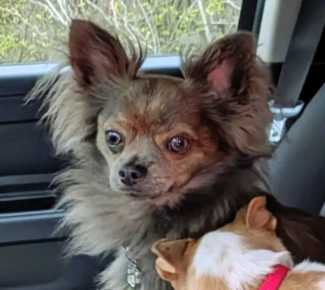 4 petites femelles chihuahua à vendre | Dogs & Puppies for Rehoming ...