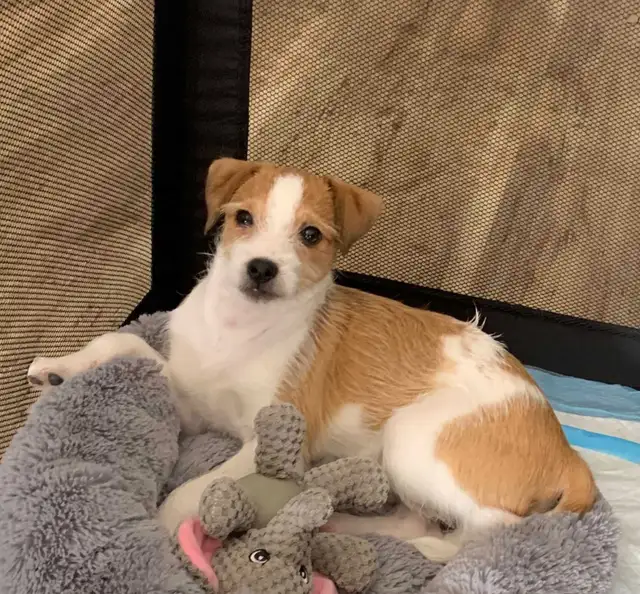 MALE JACK RUSSELL PUPPY | Dogs & Puppies for Rehoming | London | Free ...