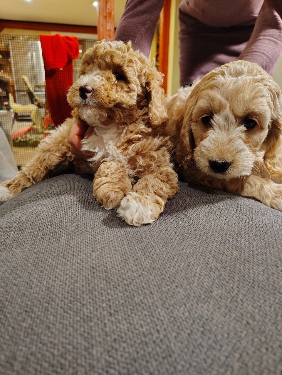 COCKAPOO PUPPIES | Dogs & Puppies for Rehoming | City of Halifax | Free ...