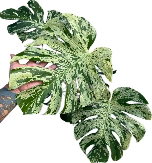 monstera Bulbasaur - beaucoup | Plants, Fertilizer & Soil | Longueuil ...