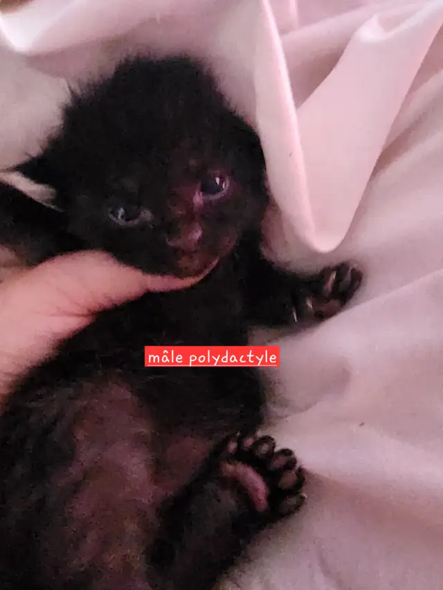 Chatons Maine coon croisee bengale | Cats & Kittens for Rehoming ...