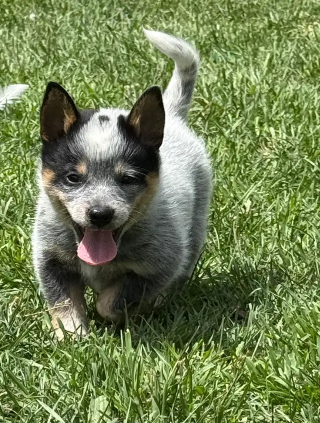 Heeler X Border Collie | Dogs & Puppies for Rehoming | Vernon | Free ...
