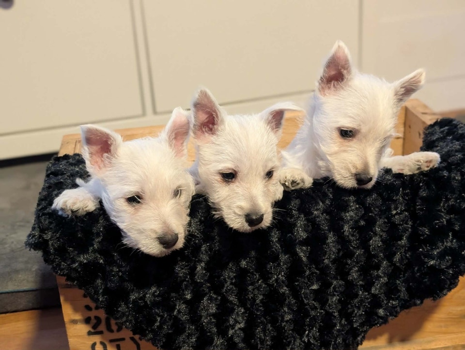 West Highland White Terrier (Westie ️) | Dogs & Puppies for Rehoming ...