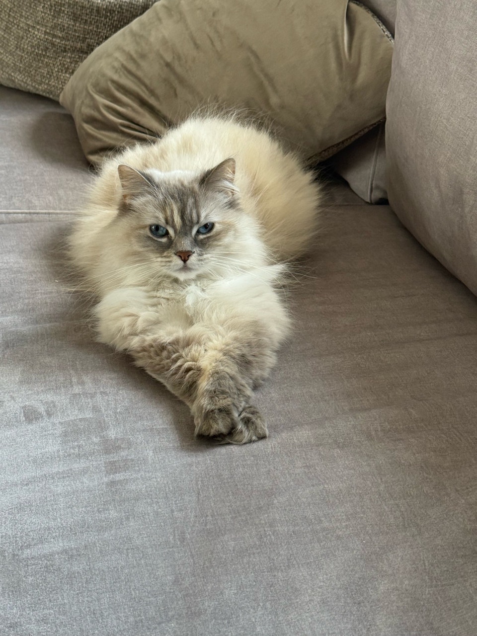 Himalayan Ragdoll | Cats & Kittens for Rehoming | Regina | Free local ...