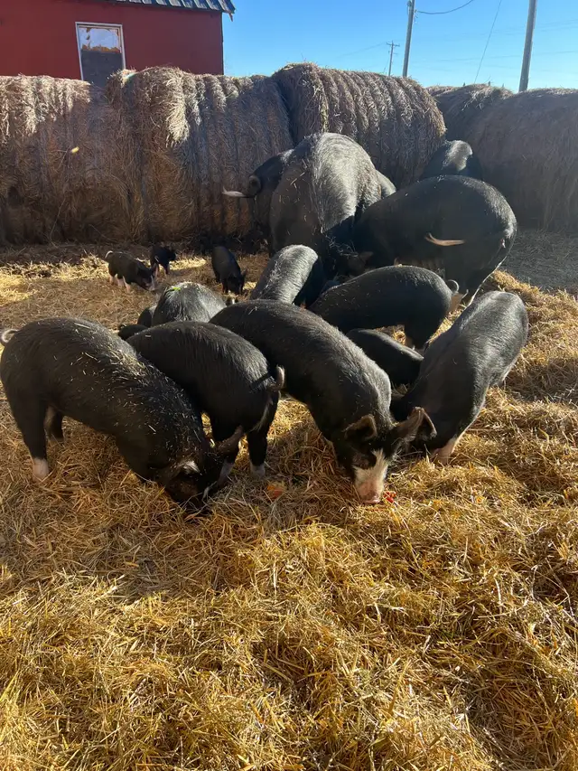 Berkshire Gilts (5 months) | Livestock | Winnipeg | Free local ...
