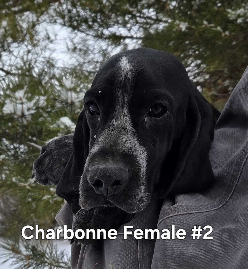 Braque D'auvergne (French pointer) Puppies *Calgary Wednesday* | Dogs ...