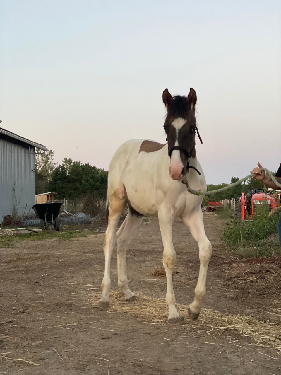2025 APHA Colt | Horses & Ponies for Rehoming | Ottawa | Free local ...