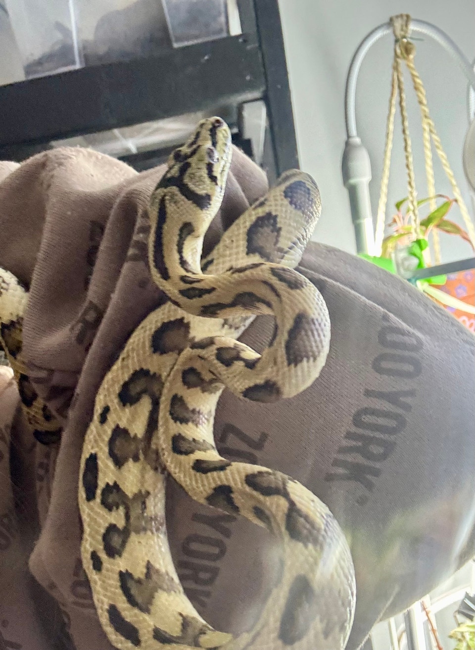 female carpet python | Reptiles & Amphibians for Rehoming | Kawartha ...