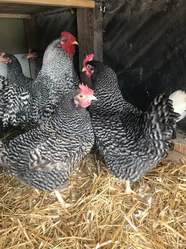 Heritage Line Plymouth Barred Rock Hens | Livestock | Kingston | Free ...