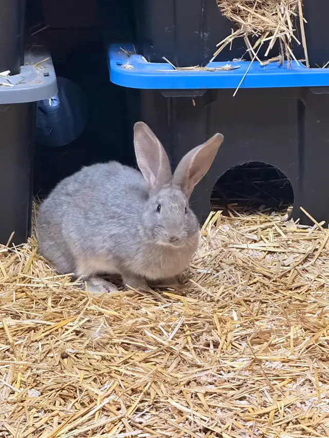 NEW ROYAL ROYAL CROSS Bunnies – Flemish Giant × Silver Fox | Livestock ...