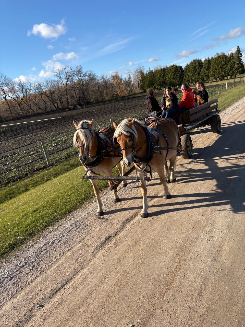 Pending pick up | Horses & Ponies for Rehoming | Winnipeg | Free local ...