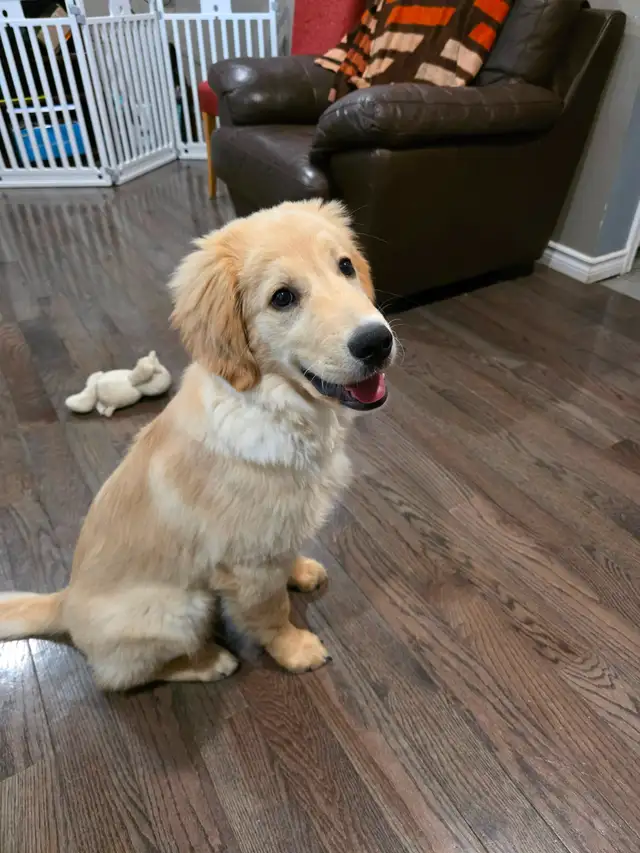 Golden Retriever puppy | Dogs & Puppies for Rehoming | Windsor Region ...