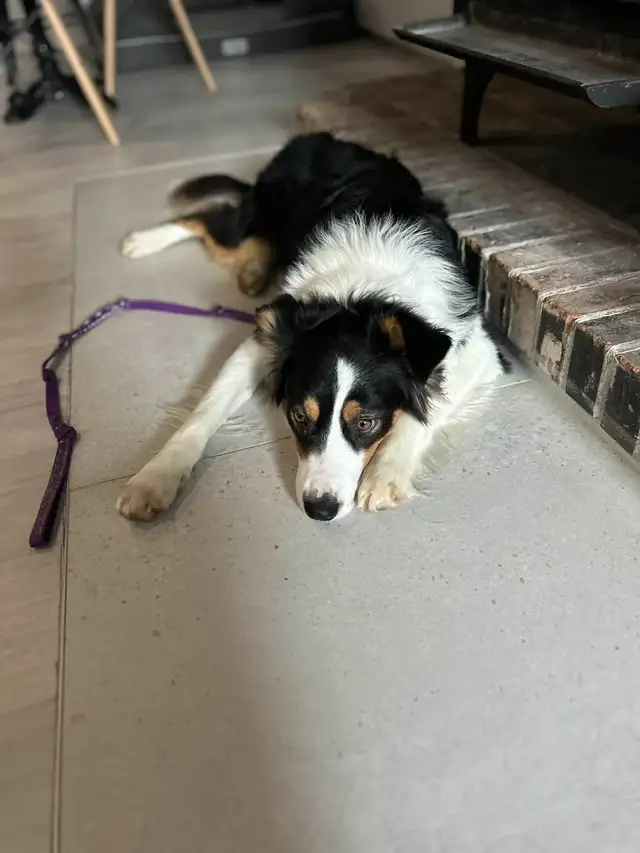 Berger Australien | Dogs & Puppies for Rehoming | Granby | Free local ...