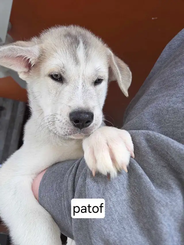 Bb husky x | Dogs & Puppies for Rehoming | Saint-Hyacinthe | Free local ...