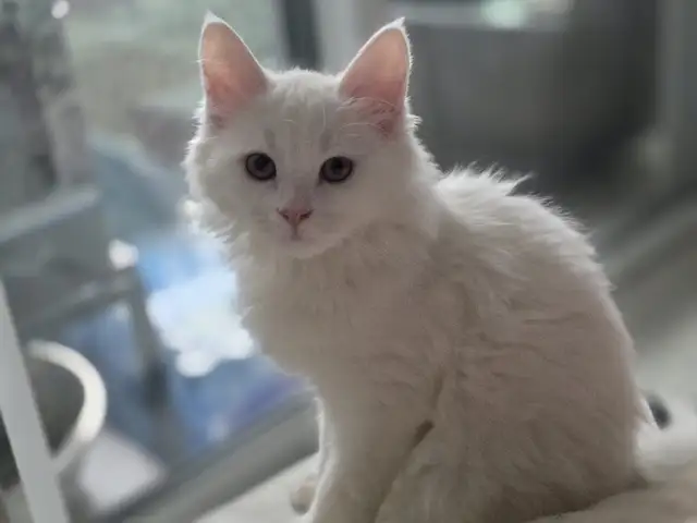 Purebred Turkish Angora Kitten | Cats & Kittens for Rehoming | City of ...