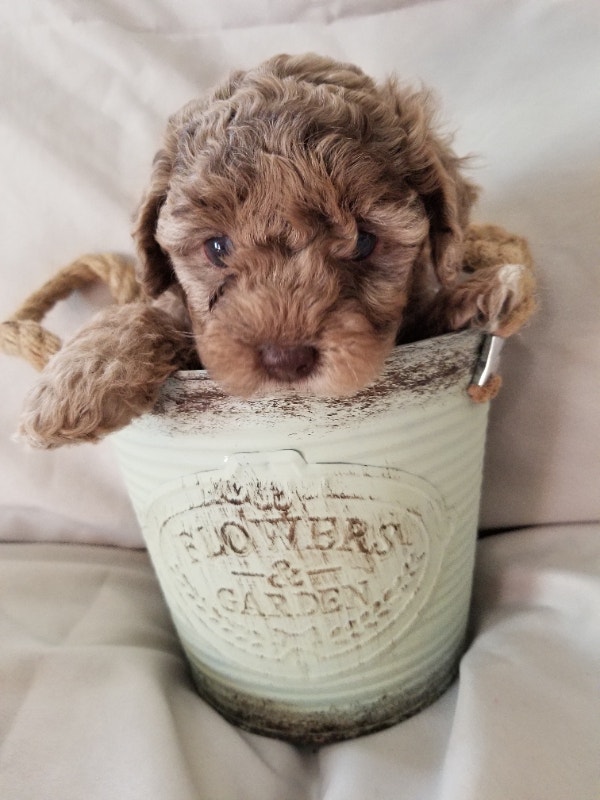 TOY F1B FEMALE COCKAPOO WHITE AND TAN COLOUR | Dogs & Puppies for ...