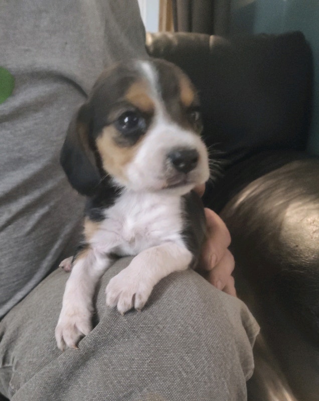 Beagle puppies 3 boys 2 girls Serious inquiries only | Dogs & Puppies ...