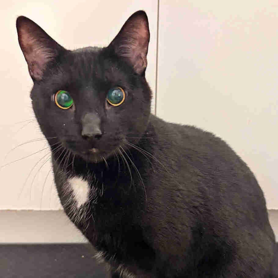 Black Cat - male | Cats & Kittens for Rehoming | Oakville / Halton ...