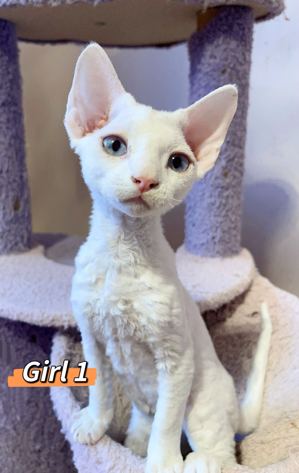 Devon Rex kittens for sale | Cats & Kittens for Rehoming | Markham / York Region | Free local ...
