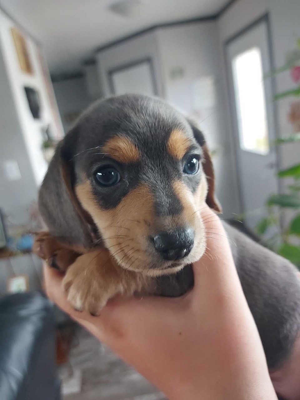 3 Mini Daschund Puppies PLEASE READ WHOLE AD | Dogs & Puppies for ...