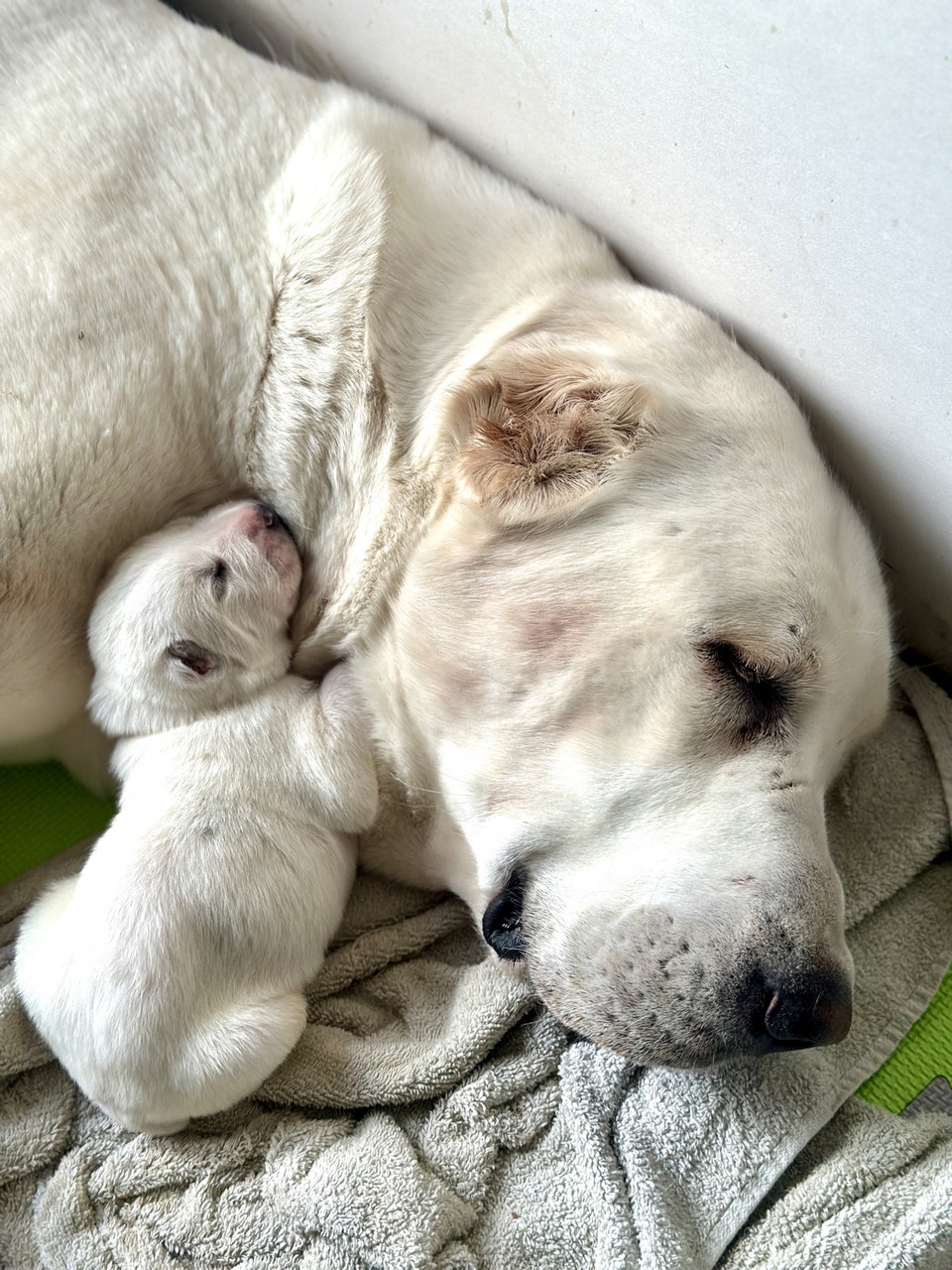 Reservation Open for Purebred White Alabai Puppies | Dogs & Puppies for ...