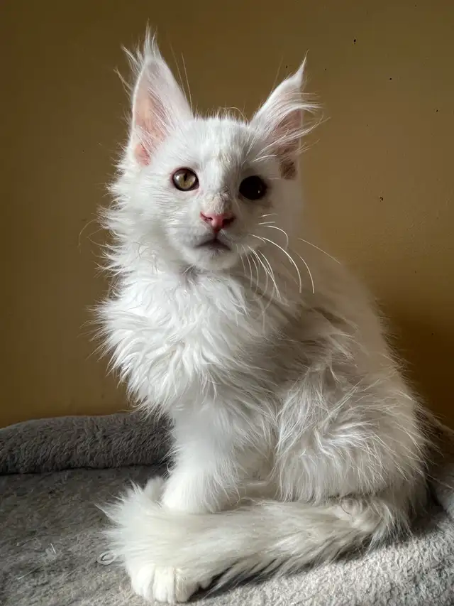 Mainecoon Kittens -Polydactyl | Cats & Kittens for Rehoming | Calgary ...