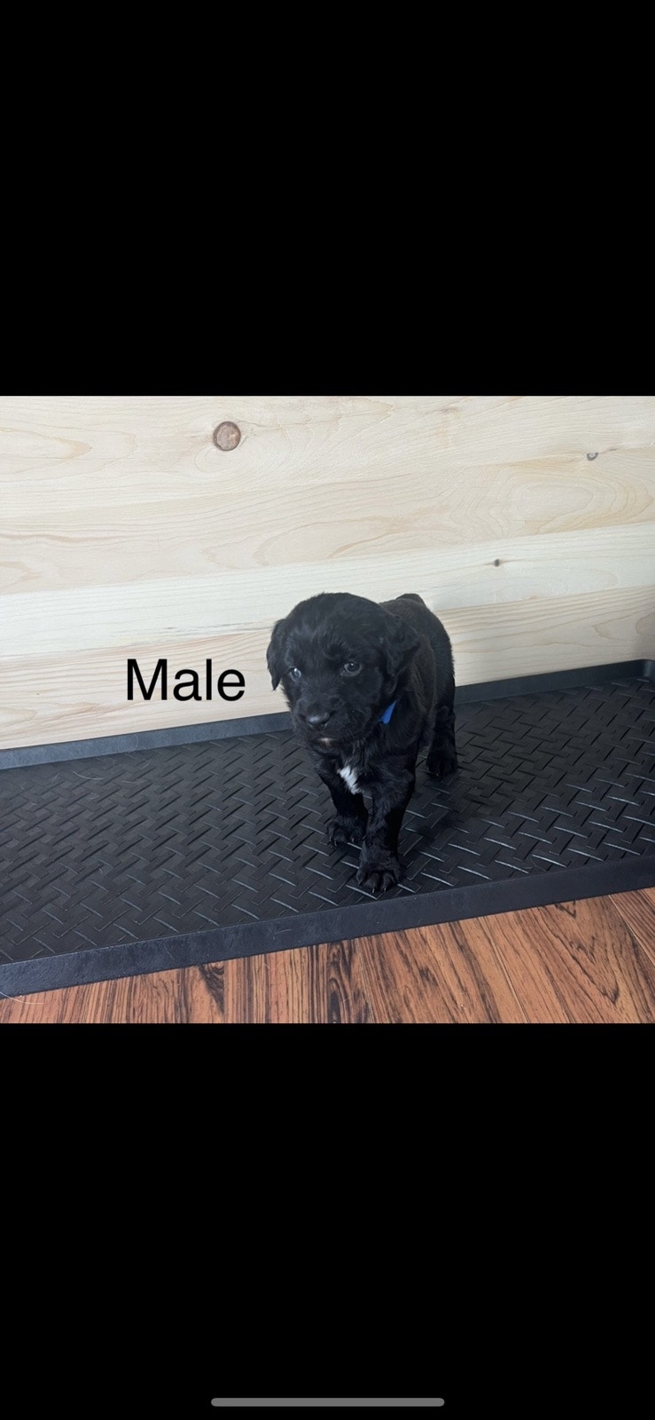 Lab cross English Springer Spaniel Puppies | Dogs & Puppies for ...