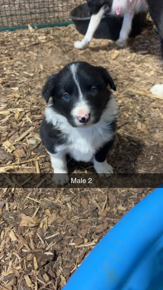 Purebred Border Collie Puppies for Sale | Dogs & Puppies for Rehoming ...