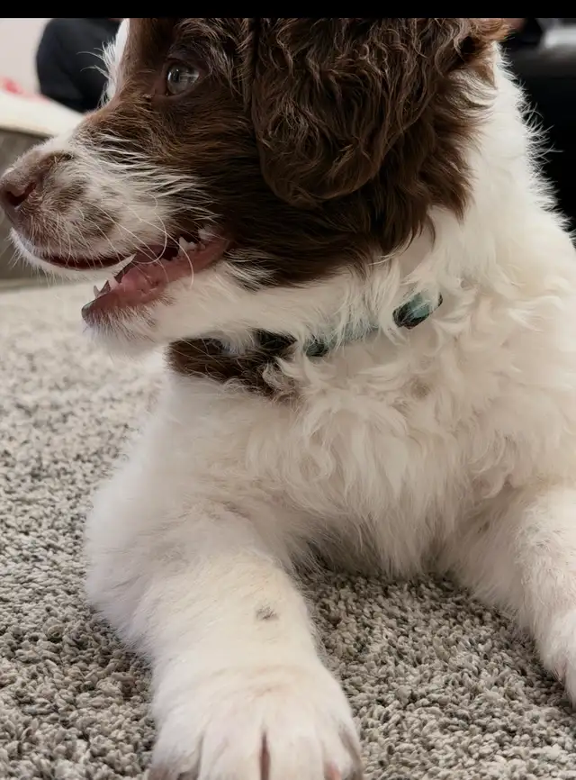 Aussie Doodle Puppy | Dogs & Puppies for Rehoming | Calgary | Free ...