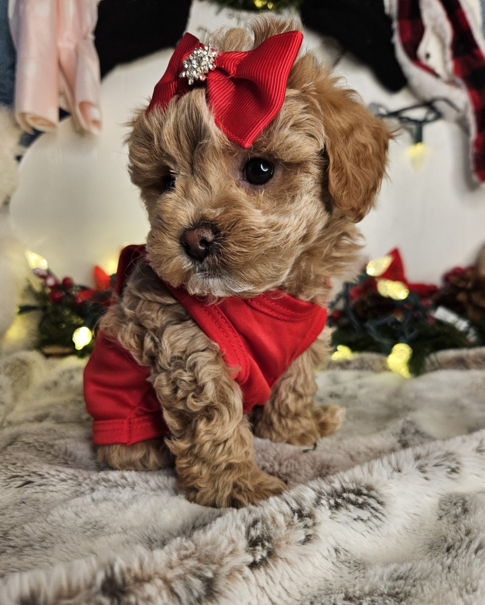 Maltese/Yorkie-Poos (Morkie-poos) | Dogs & Puppies for Rehoming ...