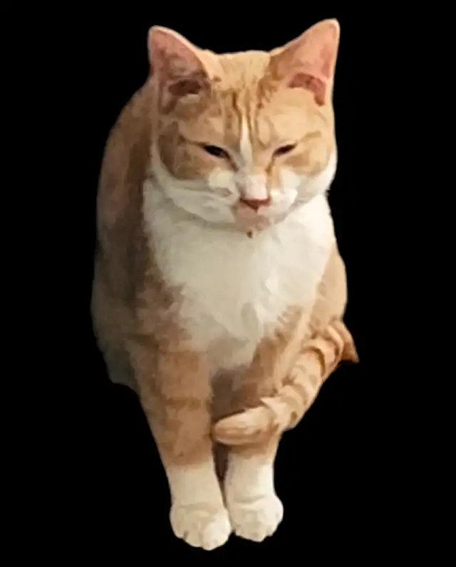 Free to a good home | Cats & Kittens for Rehoming | London | Free local ...