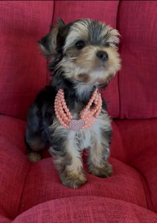 Adorable fille Morkie Biewer ( Bichon/ Yorkshire Biewer ) chiot | Dogs ...