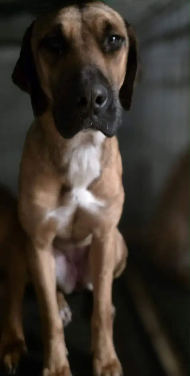 Three Mastiff/Husky Mix Female Dogs | Dogs & Puppies for Rehoming ...