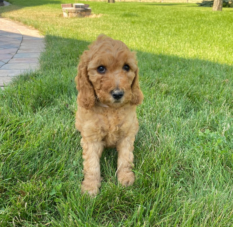 Cockapoo | Dogs & Puppies for Rehoming | Swift Current | Kijiji