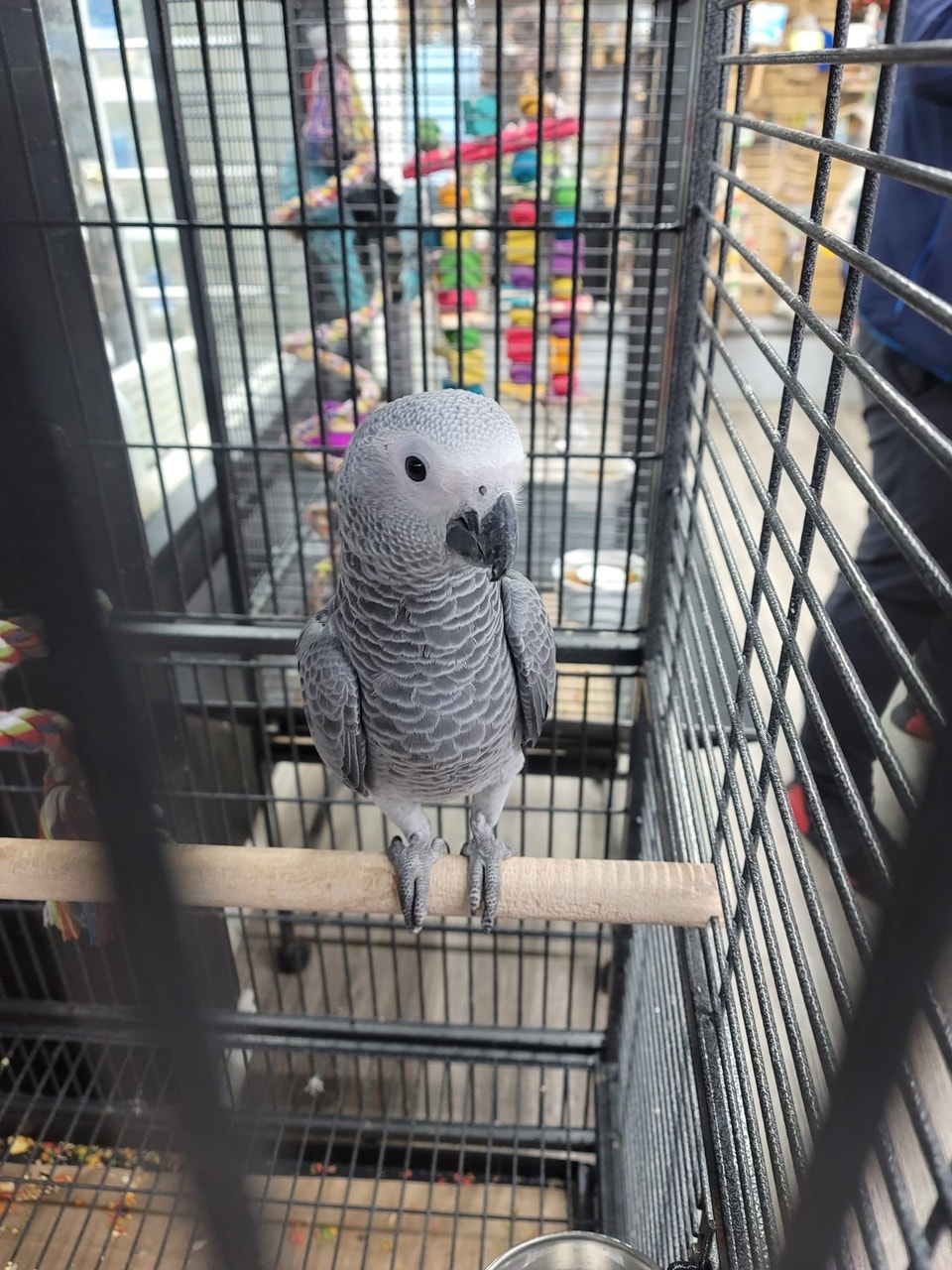 SUPER TAMED WEANED BABY AFRICAN GREY CONGO | Birds for Rehoming | City ...