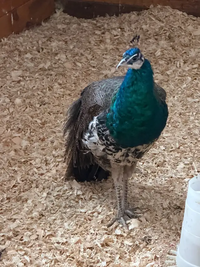 Male Peacocks | Livestock | Markham / York Region | Free local ...